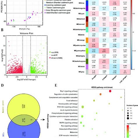 Species Phylogenetic Tree Topology Used For Selection Tests And Download Scientific Diagram