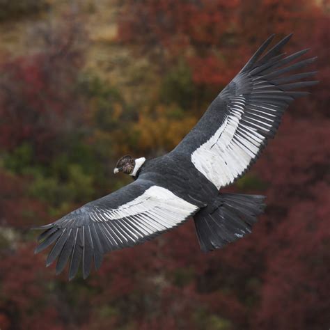 Andean Condor Wallpapers Wallpaper Cave
