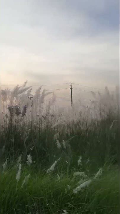 শরতের অপরুপ সৌন্দর্য কাশফুল বাগান। কাশফুল। কাশবন। Kashful Youtube