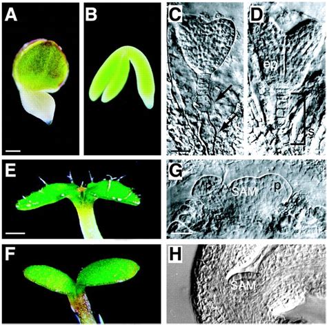 Cotyledon Plant Leaves Plants Plant Experiments