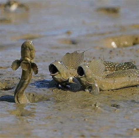 192 Best Mudskipper Images On Pholder Aquariums Deepwoken And Nature Is Fucking Lit