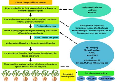 Diagrammatic Representation Of The Role Of Different Genomics