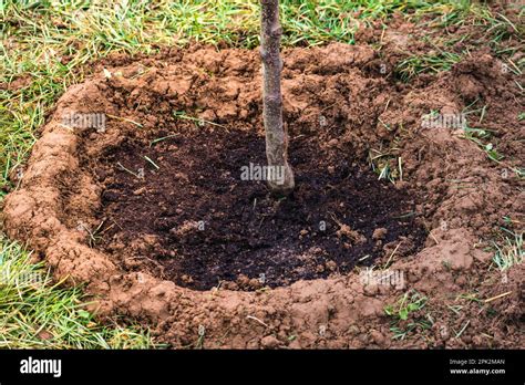 Creation Of A Basin Around A Freshly Planted Tree Trunk To Facilitate Watering Stock Photo Alamy