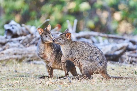 Tasmanian Pademelons Discover Wildlife Adventures — Wildlife Wonders