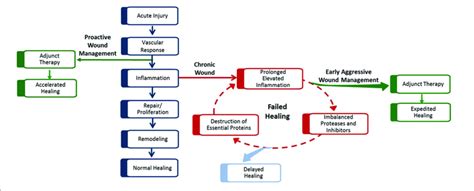 Proactive And Early Aggressive Wound Management Algorithm Download Scientific Diagram