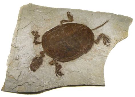 Fossils Beautiful Reproduction Cretaceous Cryptodire Turtle Fossil Plate On Genuine Matrix Was