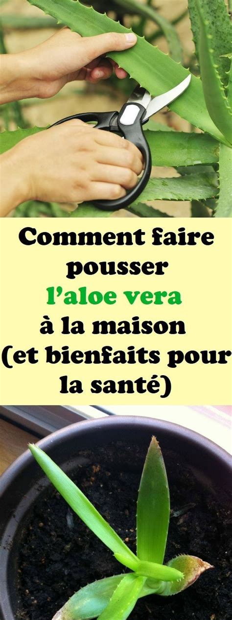 Comment Faire Pousser Laloe Vera à La Maison Et Bienfaits Pour La Santé Aloe Vera Aloe