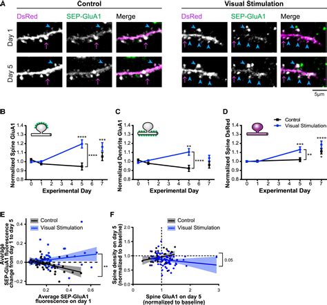 Stimulus Dependent Synaptic Plasticity Underlies Neuronal Circuitry Refinement In The Mouse