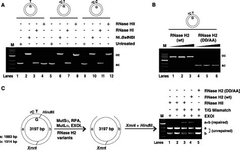 Figure 2 From Ribonucleotides Misincorporated Into Dna Act As Strand