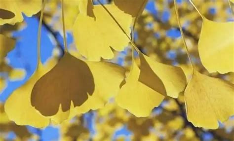 肺癌化疗后血小板和血红蛋白低怎么办 华夏肿瘤康复网