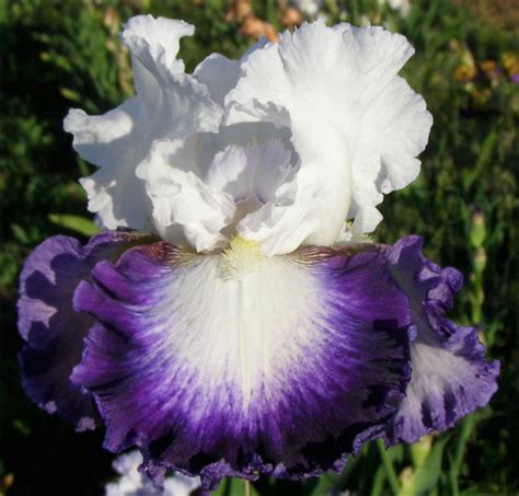 Alsea Falls Sutton Iris