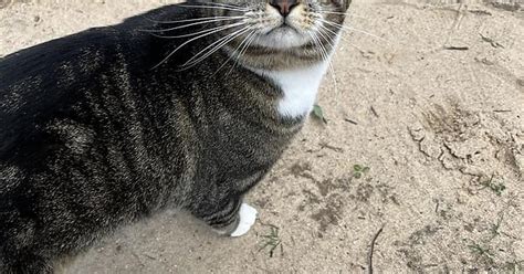 My Brothers Cat Beans She Looks Sassy But Shes Super Sweet Album