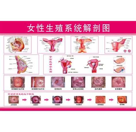女性生殖外部高清图片 千图网