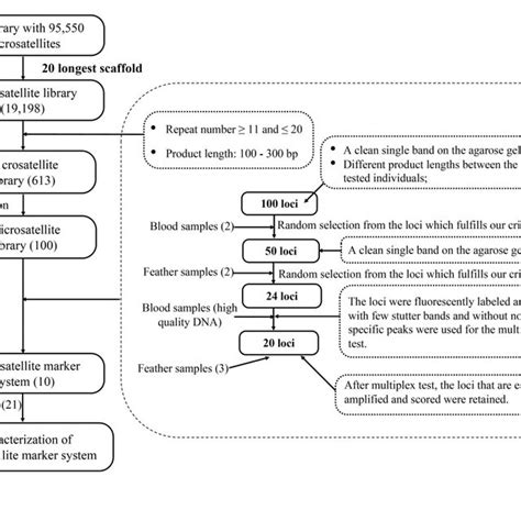 Flowchart Of The Microsatellite Optimization Experiment Download Scientific Diagram