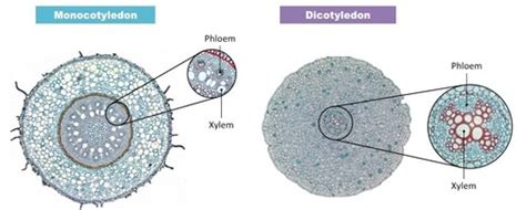 Phloem Transport Flashcards Quizlet