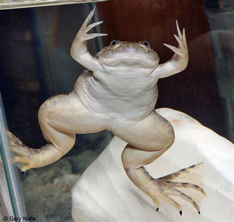 Xenopus Laevis Frogs