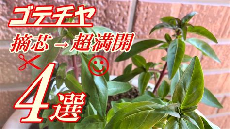 花ゴテチヤの育て方摘芯 YouTube