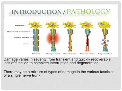 Introduction To Periphral Nervous Sys Ppt