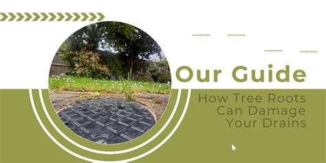 How Tree Roots Can Damage Your Drains Our Professional Guide