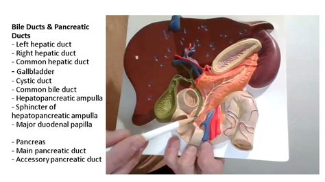 Common Bile Duct Model
