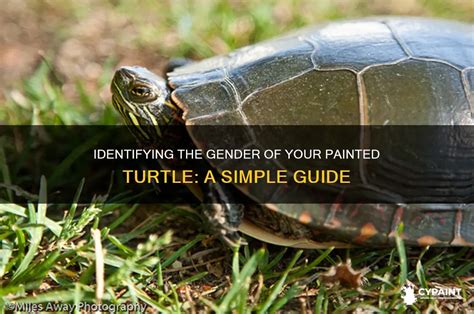 Identifying The Gender Of Your Painted Turtle A Simple Guide Cypaint