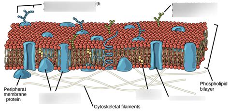 Phospholipid Bilayer Diagram Quizlet