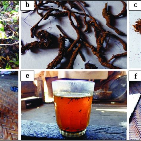 A Collecting Coptis Teeta Rhizomes From Natural Habitat B Dried Download Scientific