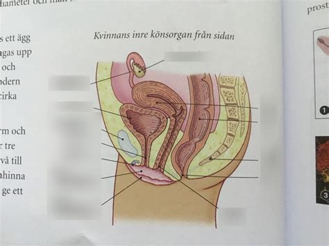 Sexualkunskap 3 Diagram Quizlet