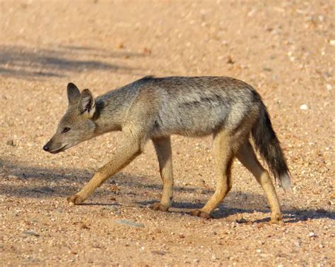 Side Striped Jackal Facts Diet Habitat And Pictures On Animaliabio