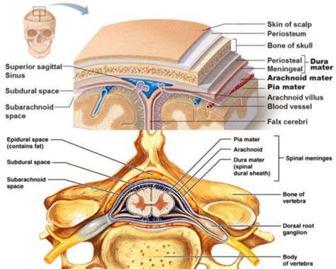 Lab Practical 3 The Human Brain Protection Divisions Structures Etc Flashcards Quizlet