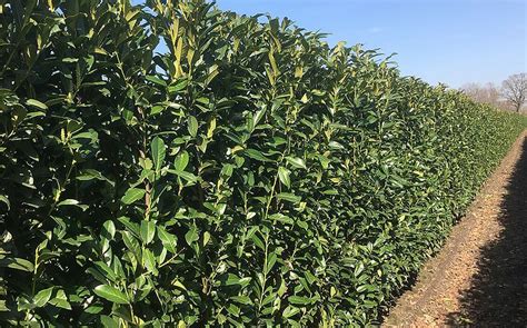 English Laurel Prunus Laurocerasus Instanthedge