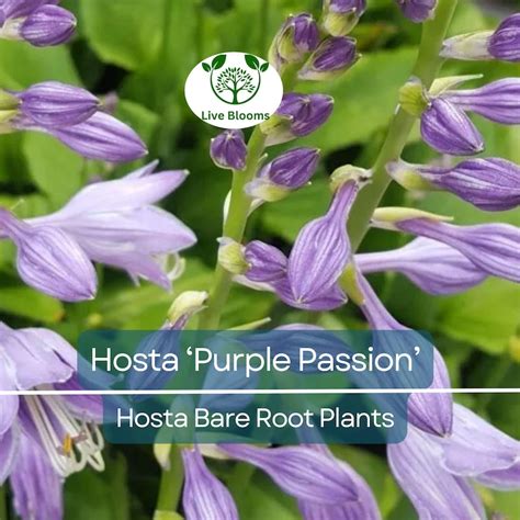 Purple Hosta Plant Etsy