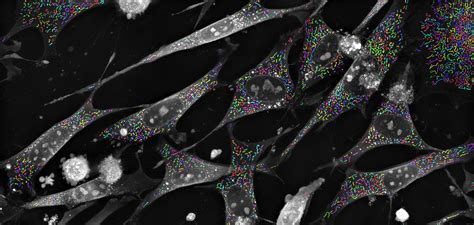 Smart Mitochondrial Assay Live Nanolive A Complete Solution For