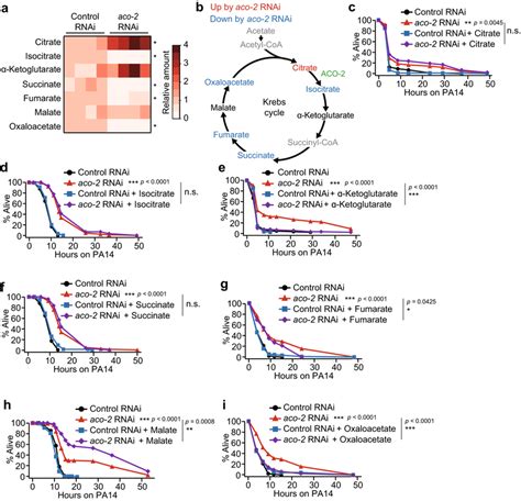 Decreased Oxaloacetate Levels Underlie Enhanced Pathogen Resistance Download Scientific Diagram