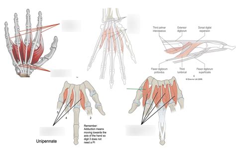 Diagram Of Intrinsic Muscles Of Hand Lumbricals Interossei Quizlet