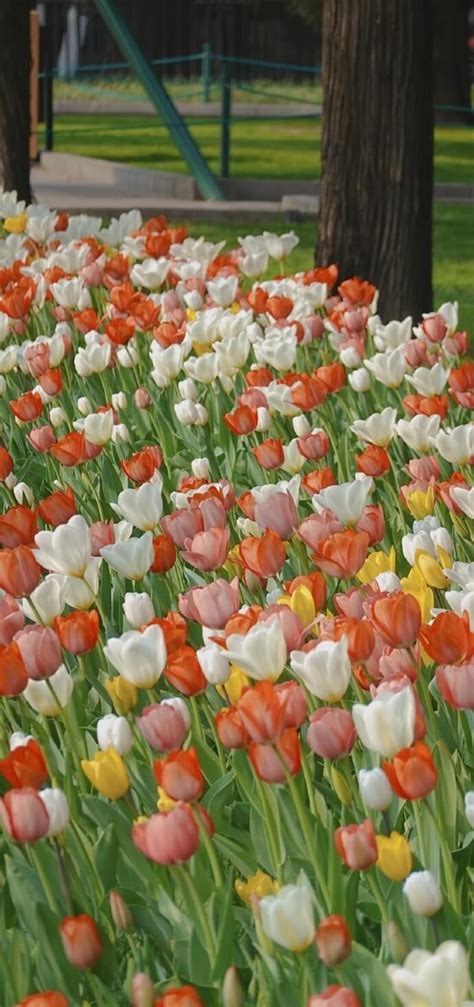 Bộ Sưu Tập Hình Nền Máy Tính Hoa Tulip Cực Chất Full 4k Với Hơn 999 Lựa Chọn
