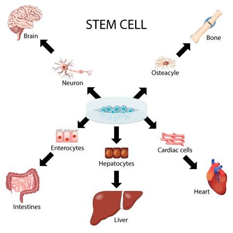 The Science Behind Stem Cells Secretomes And Exosomes Cocoon Medical Spa