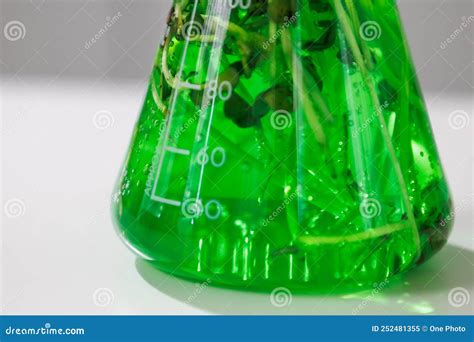 Research And Biotech Science Scientists Are Developing Research On Algae Bio Energy Biofuel