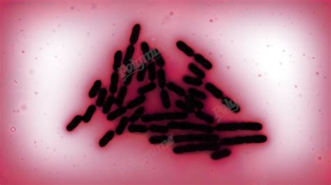 Bacteria Light Microscope Cgi Image Polymime