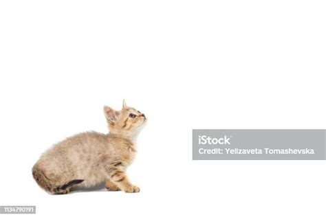 고양이 스 코 티는 흰색 고립 된 배경에 텍스트에 대 한 장소와 복사 공간을 가진 직선 배너 가르랑거림에 대한 스톡 사진 및 기타 이미지 Istock