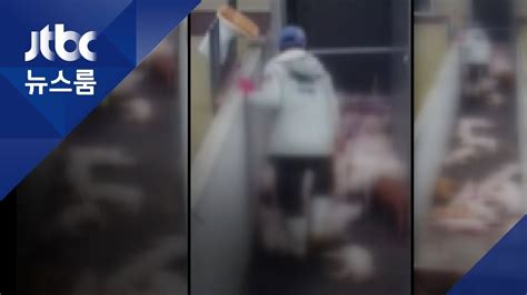 병 걸린 어린 돼지들 둔기로 내려치며잔혹한 도태 Youtube