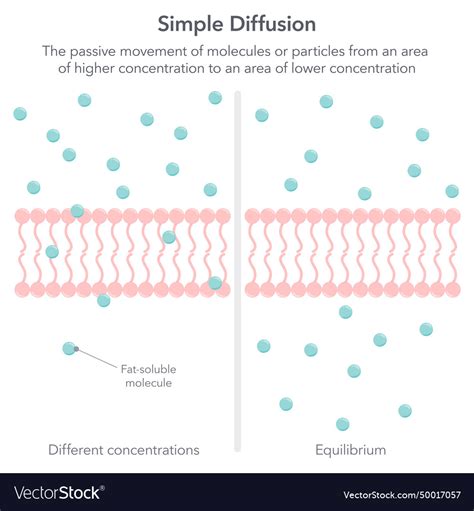 Simple Diffusion Royalty Free Vector Image Vectorstock