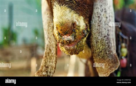 Contagious Ecthyma Infection In The Mouth Of A Brown Goat Mouth And Foot Common Diseases Of