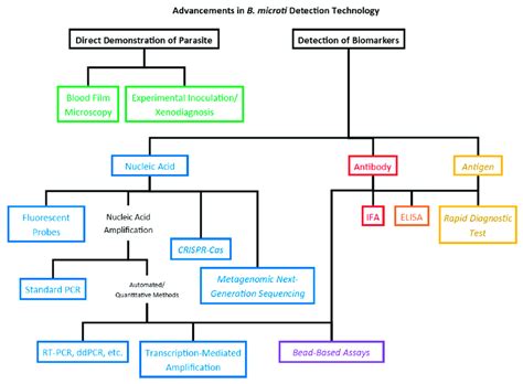 Diagram Depicting Developments In B Microti Detection Technology