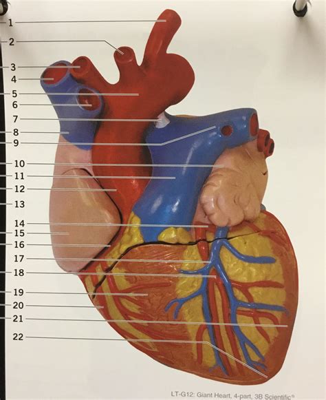 Heart Model Anterior Superficial Diagram Quizlet