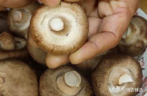 不会挑选香菇怎么办？这四个技巧，简单实用，快收藏！ 知乎