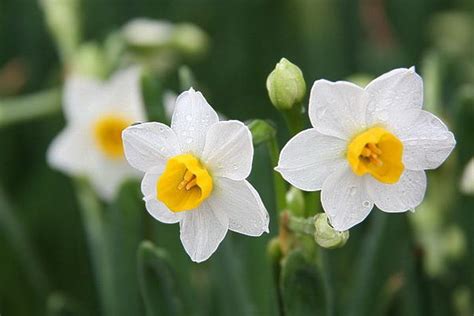 水仙花花语特点 水仙花花语 大山谷图库