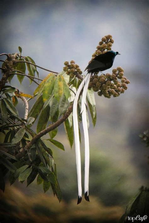 ТОП 10 удивительных птиц с самыми красивыми хвостами