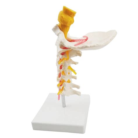 Human Cervical Spine Model 7 Segment Cervical Spine Brainstem Model Desertcart Seychelles Human Cervical Spine Model 7 Segment Cervical Spine Brainstem Model Desertcart Seychelles