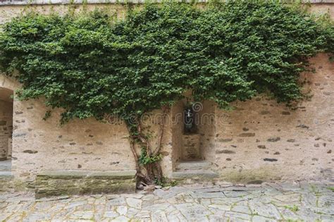 Tree Grows On A Stone Wall Stock Image Image Of Nature